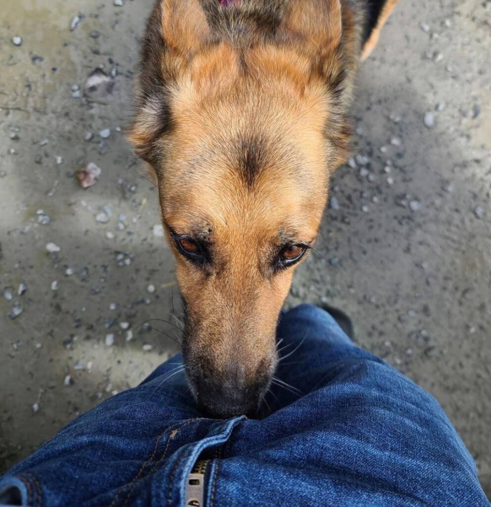 If your dog is sniffing your genital area, it means you have…see more ...